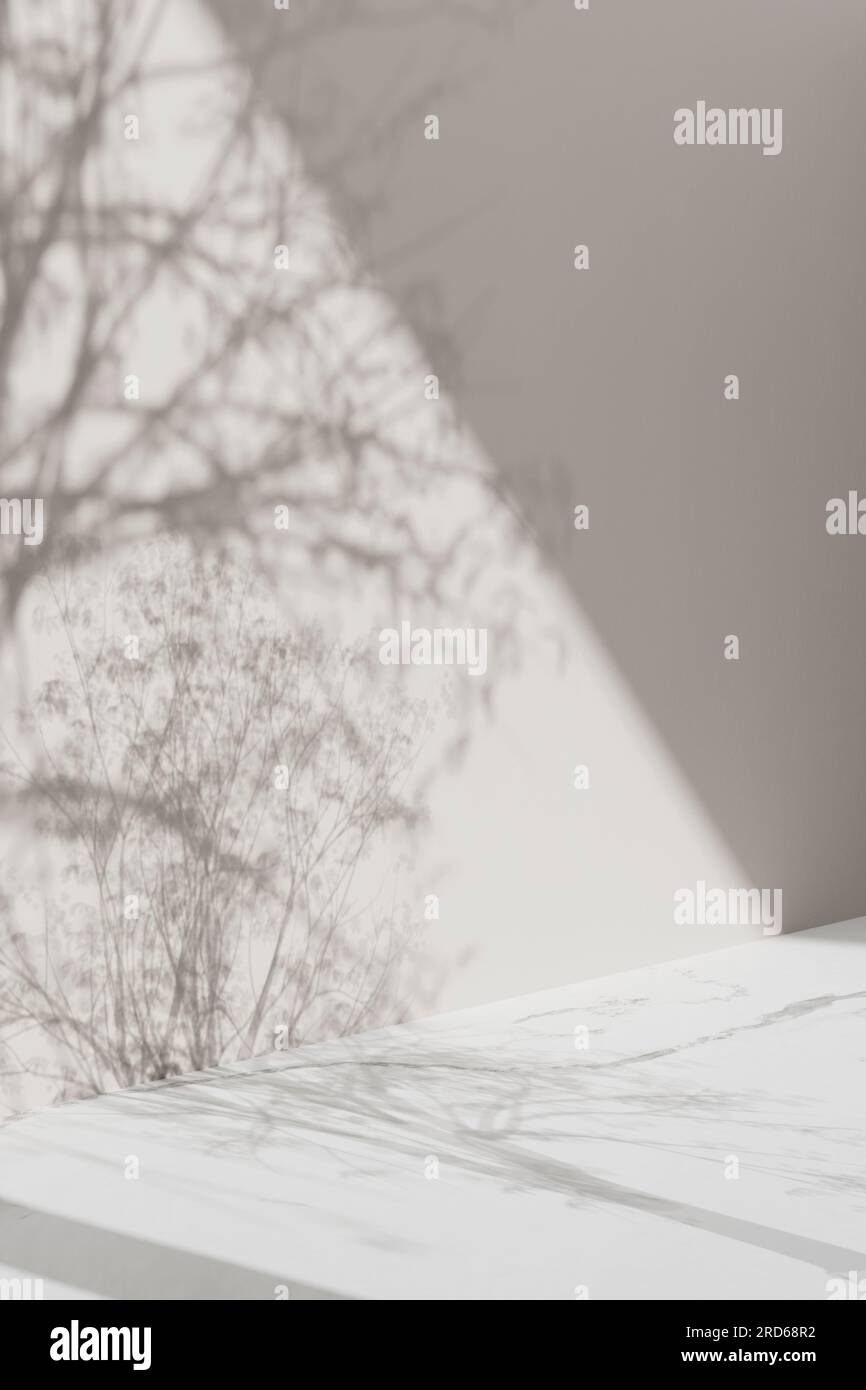 Simple monotone background with vases, tree shadows and natural light ...