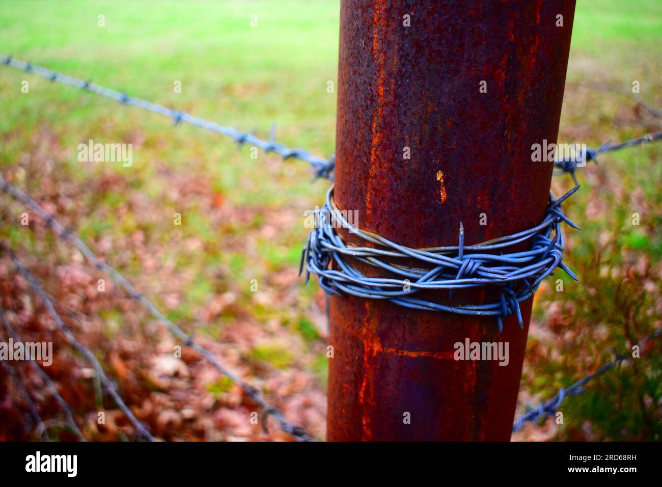 Cattle wire wire hi-res stock photography and images - Alamy