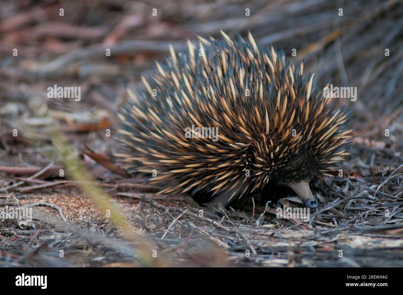 Spiny anteater, tachyglossus aculeatus, an echidna, Western Australia ...