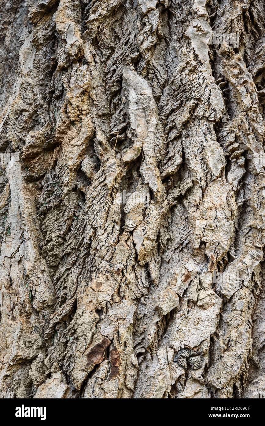 Populus alba tree bark. Background texture Stock Photo - Alamy