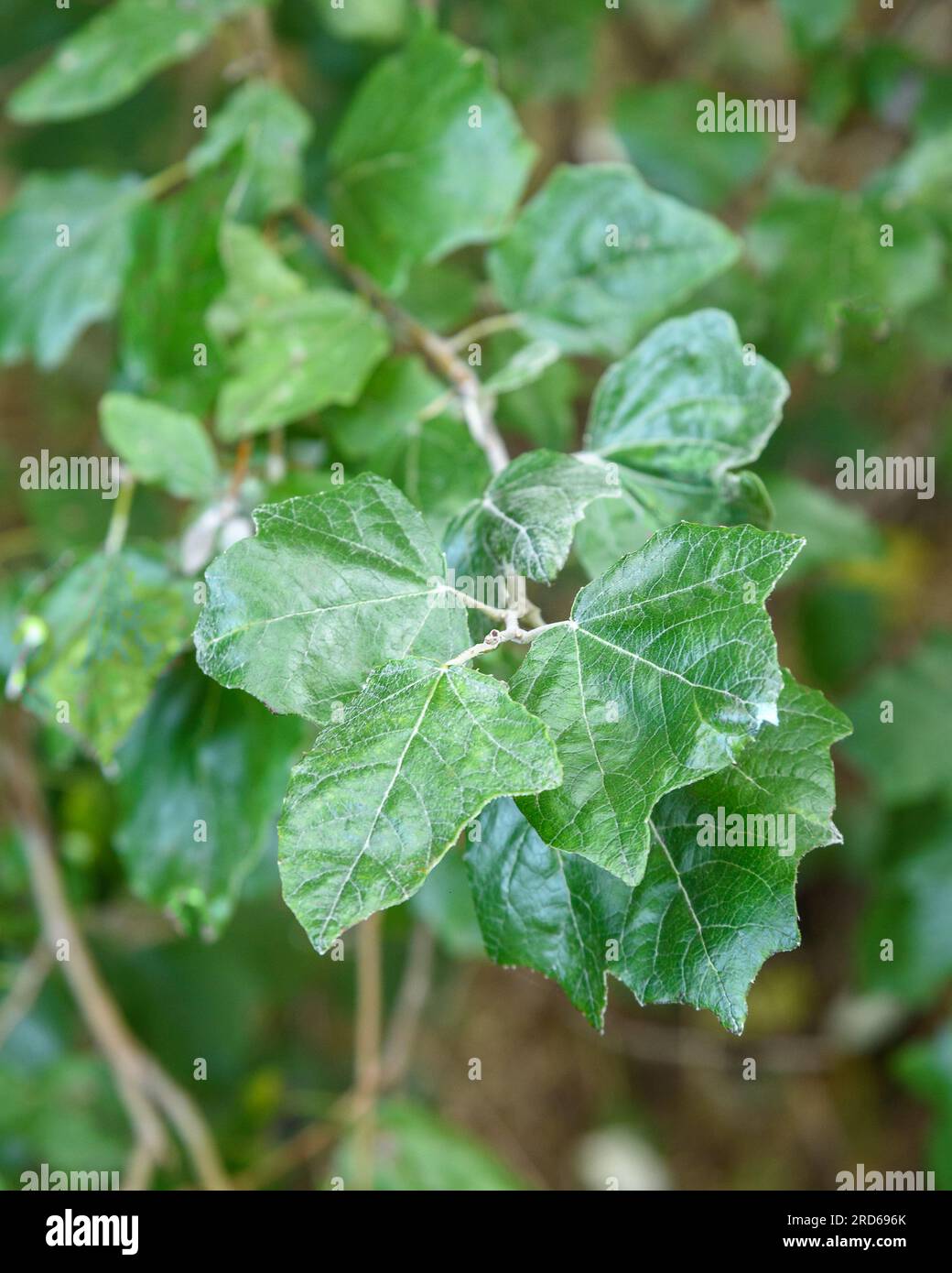 Green branch with leaves of Populus alba. Background texture Stock ...