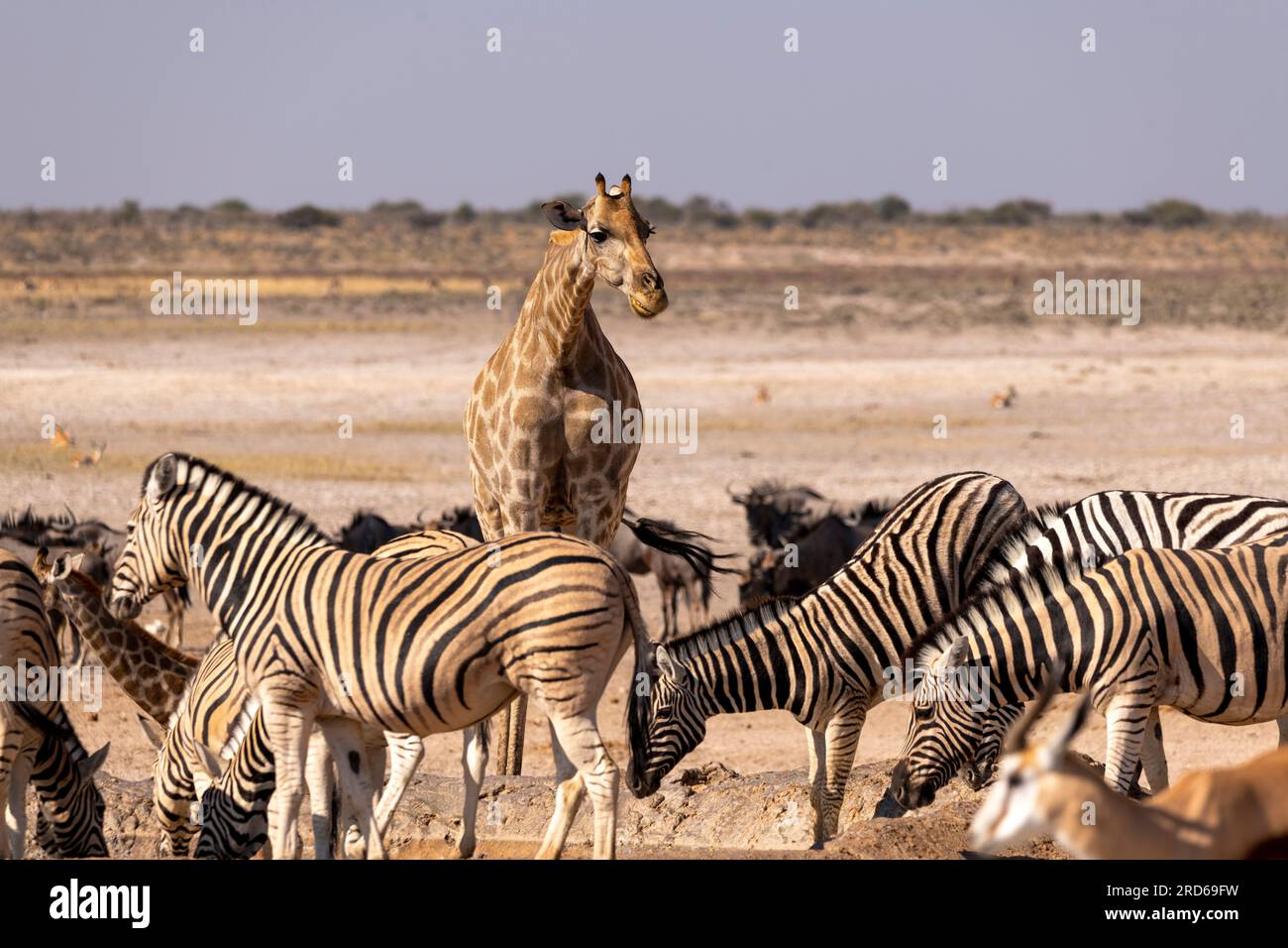 Giraffe, wildebeest and zebra at Nebrowni waterhole, Etosha National ...