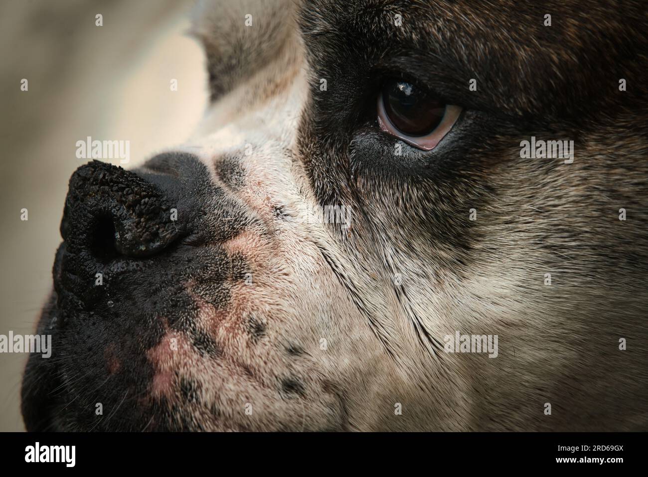 Close Up Macro of an American Bulldog White and Brindle Face with Sad ...