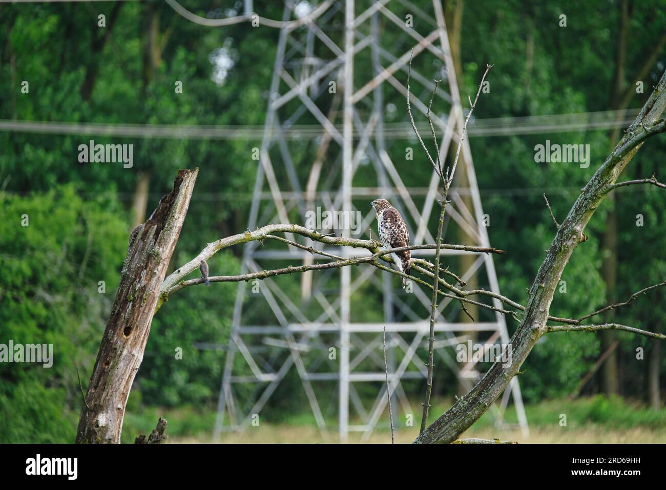 Urban View of Red-Tailed Hawk Perched on Top of Dead Tree with Power ...