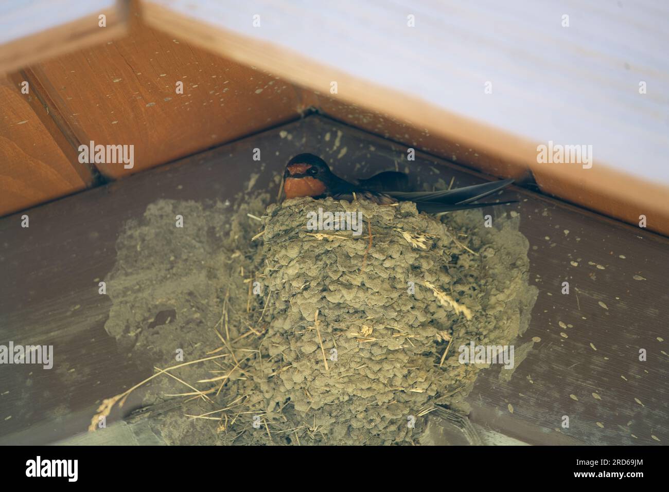 Barn Swallow Sitting in Mud Nest in Eve of Roof in Late Summer Stock ...