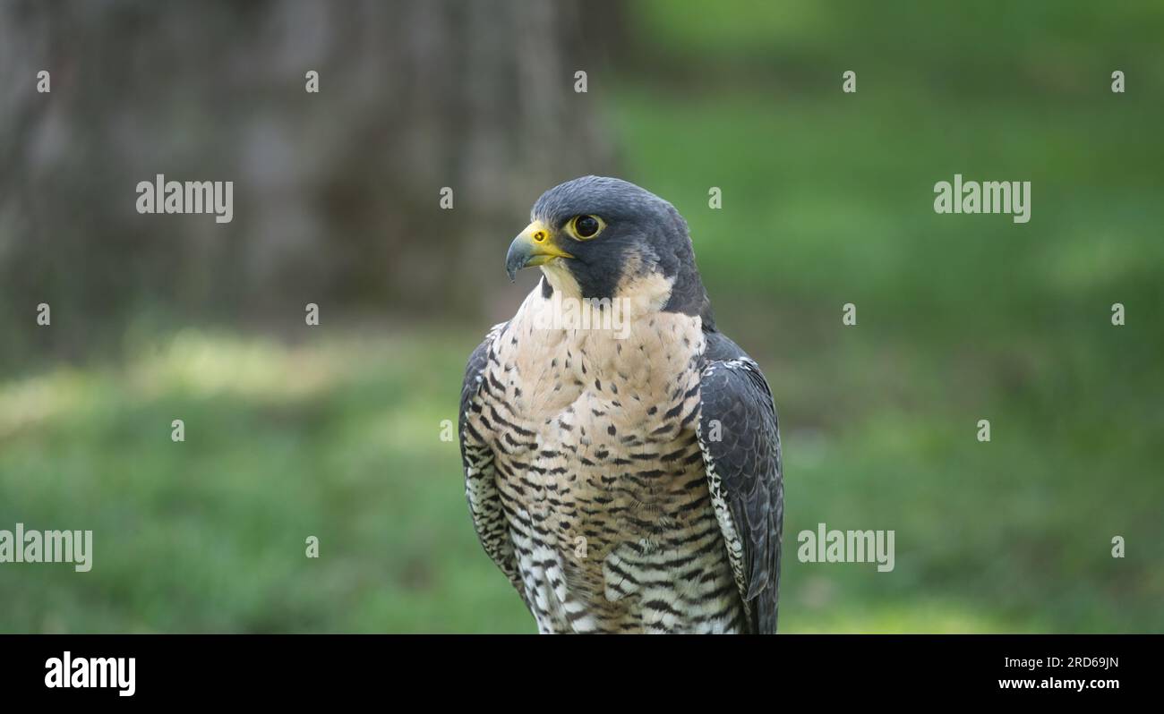 Peregrine falcon close up hi-res stock photography and images - Alamy