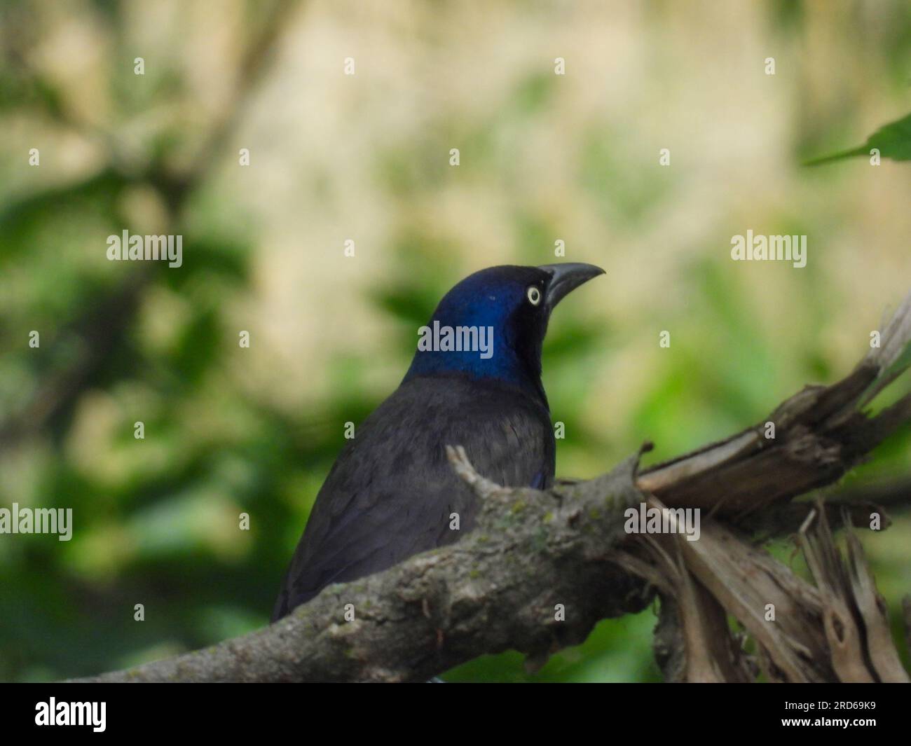Common grackle white background hi-res stock photography and images - Alamy
