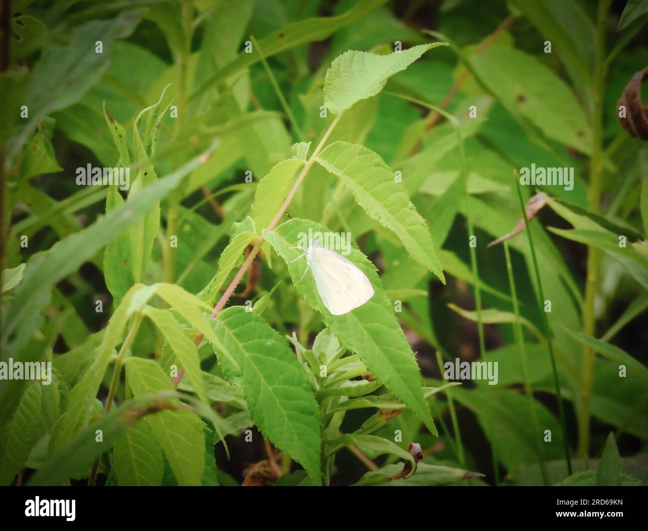 Western Tailed Blue (Cupido amyntula) Butterfly on a Wildflower Leaf in ...