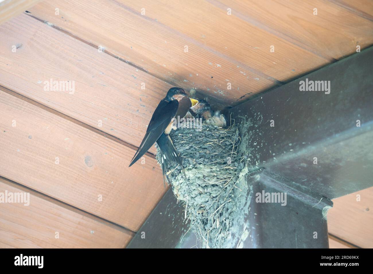 Barn Swallow Bird Feeds Babies in Mud Nest in Eve of Roof in Late ...