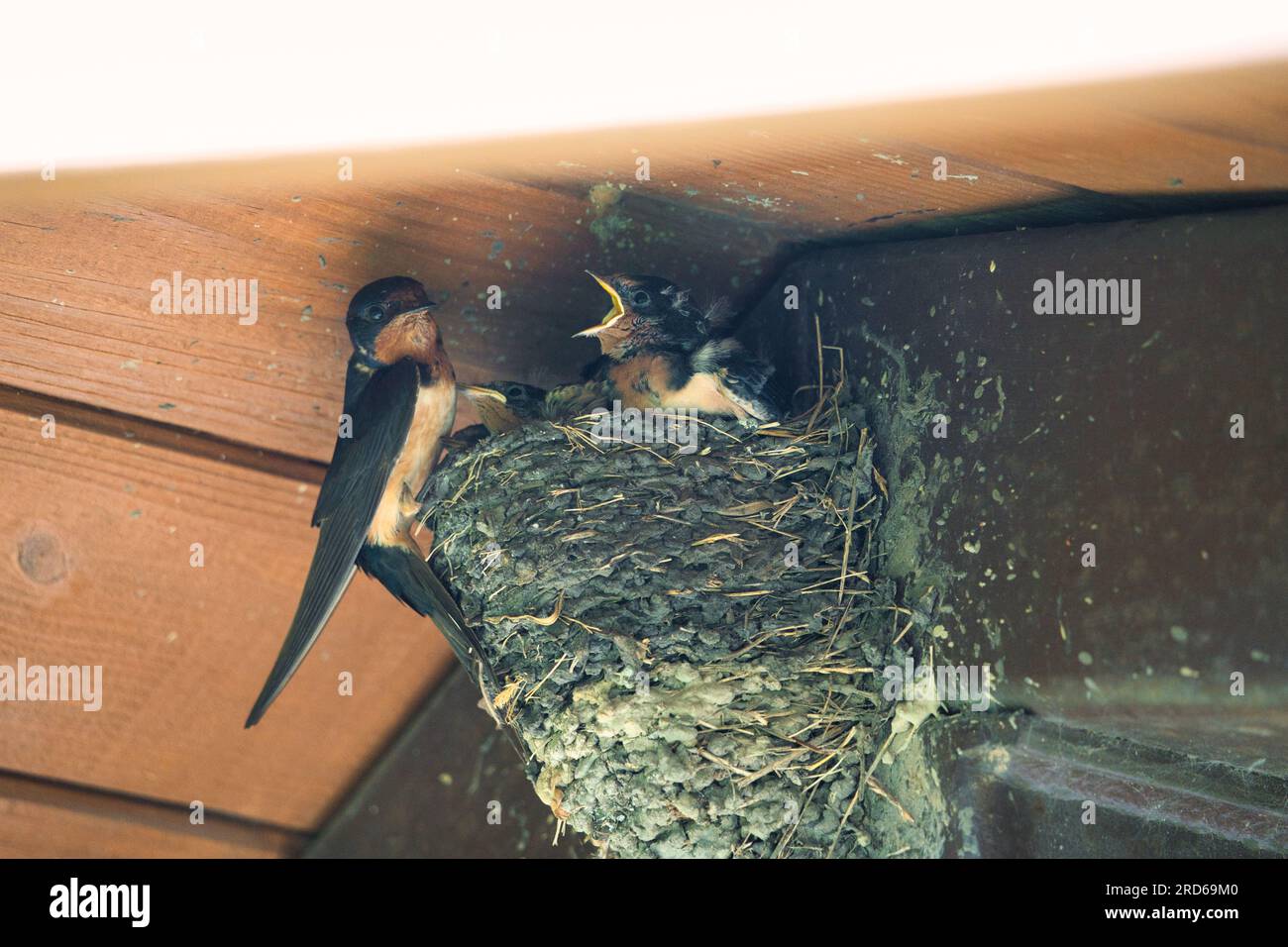 Barn Swallow Bird Feeds Babies in Mud Nest in Eve of Roof in Late ...