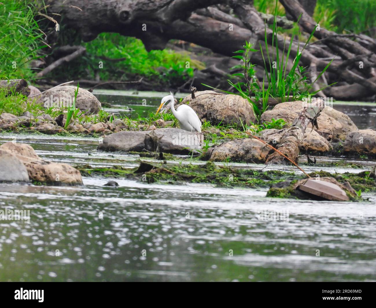 Egret among trees hi-res stock photography and images - Alamy