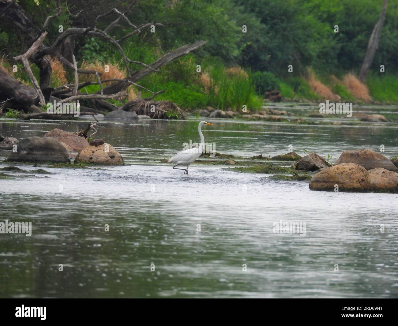 Egret among trees hi-res stock photography and images - Alamy