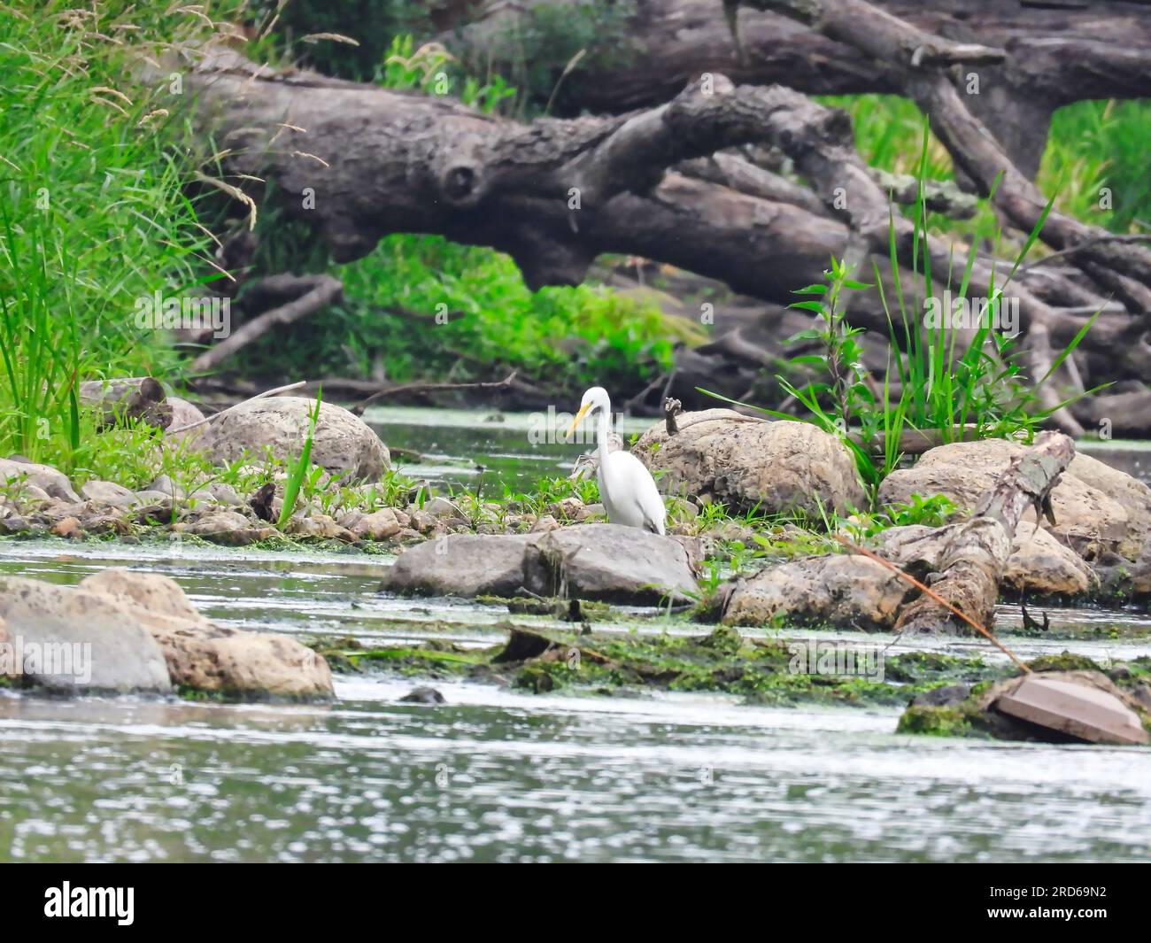Egret among trees hi-res stock photography and images - Alamy