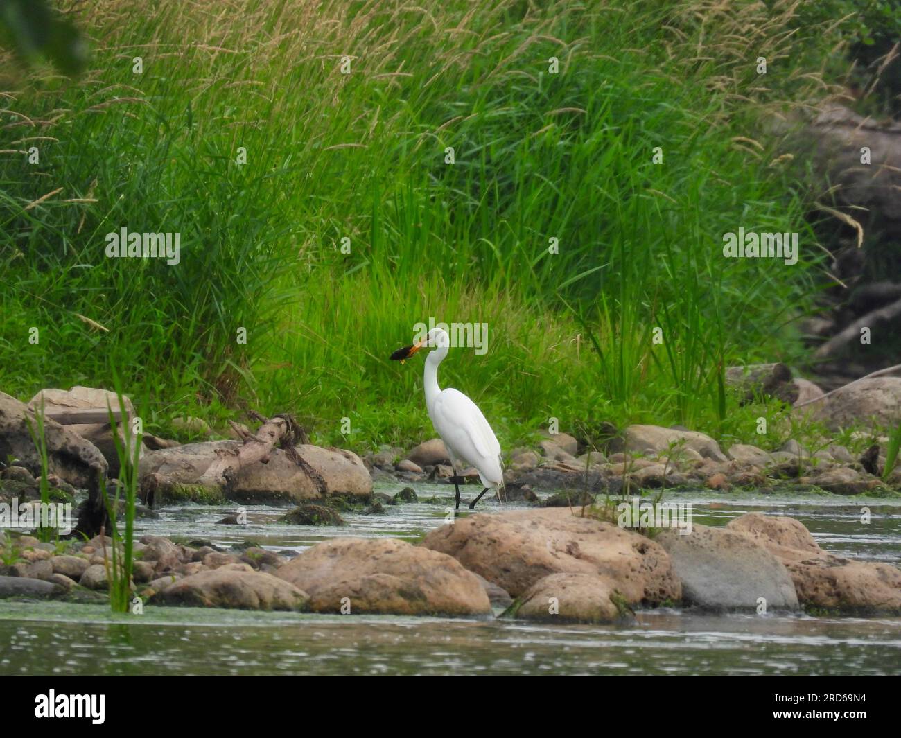 Egret with a Fish in its Mouth in a River Among Rocks and Fallen Trees ...