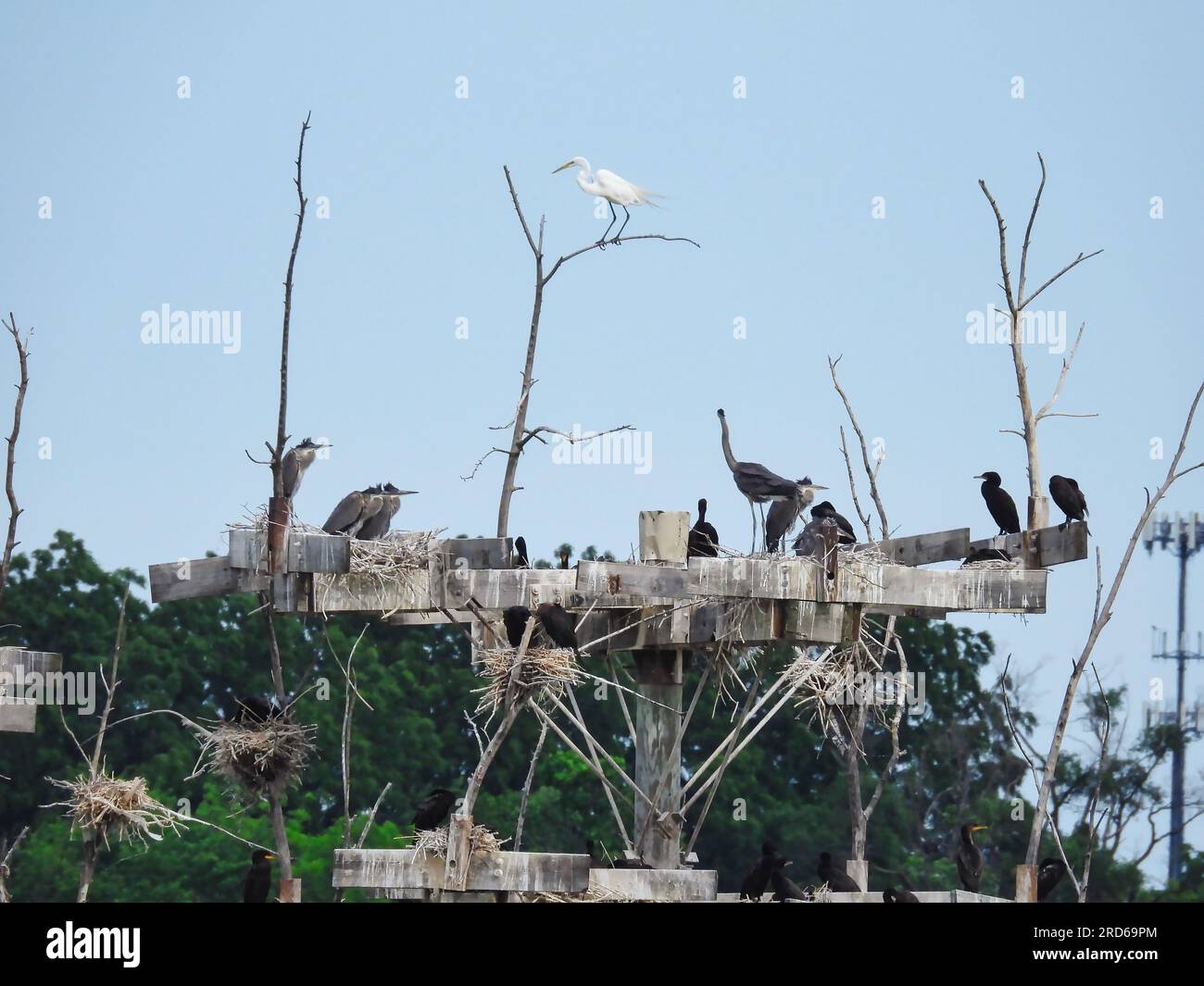Blue Herons, Egrets and Cormorants Nest on the Top of a Man Made ...
