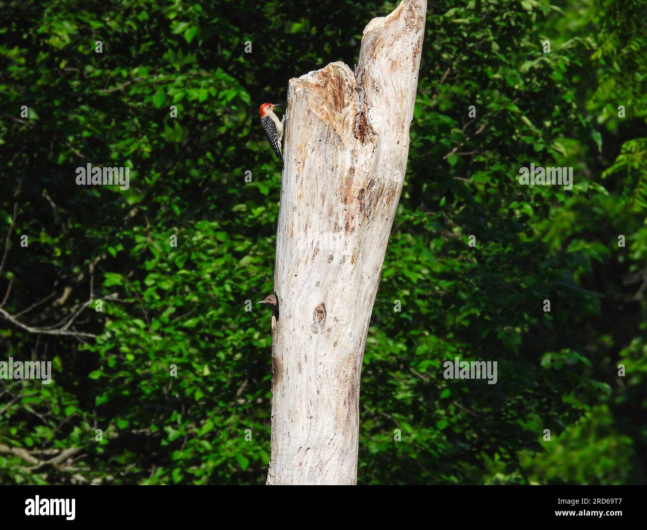 A Red-Bellied Woodpecker on a Dead Tree while Baby Northern Flicker ...