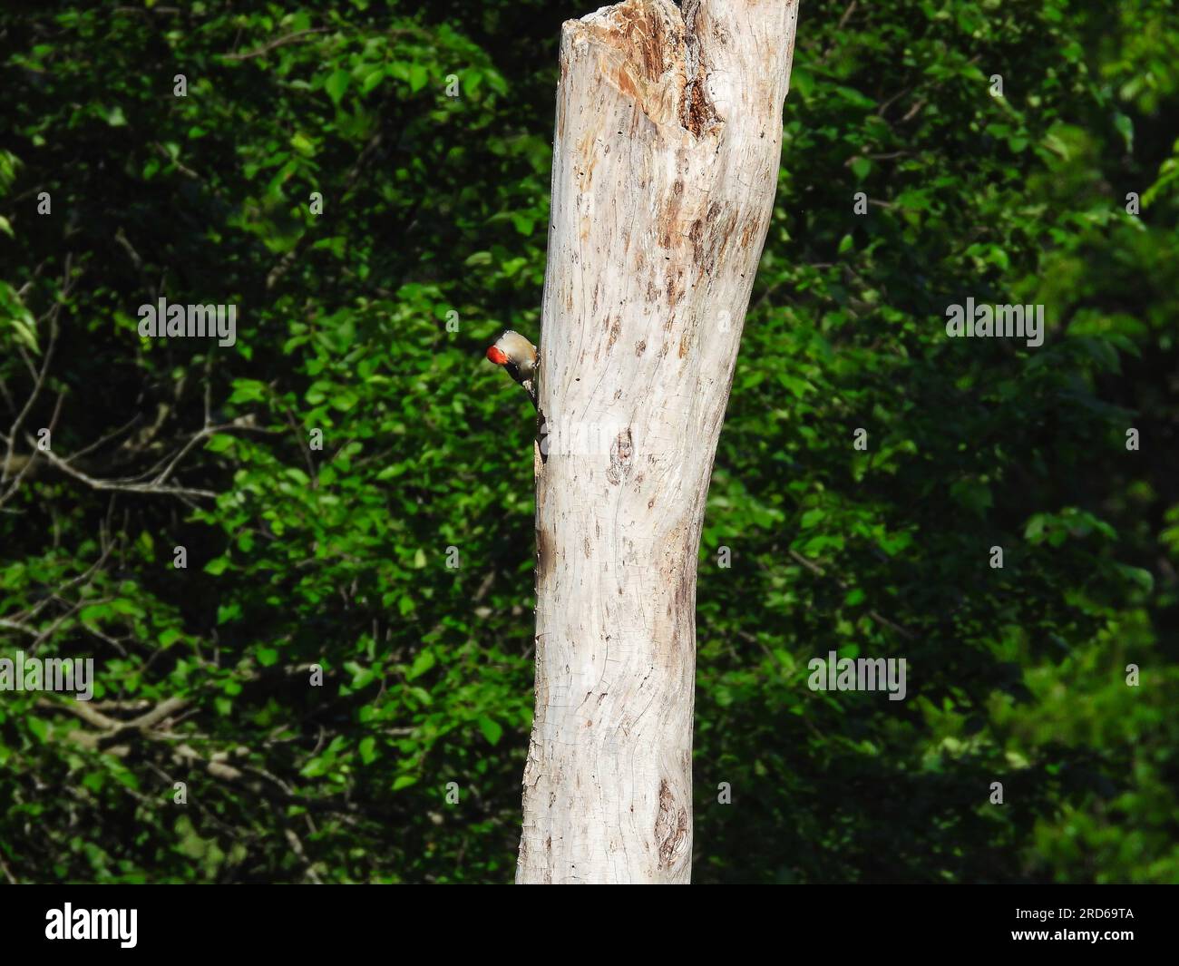 Dead old trunk in desert hi-res stock photography and images - Alamy