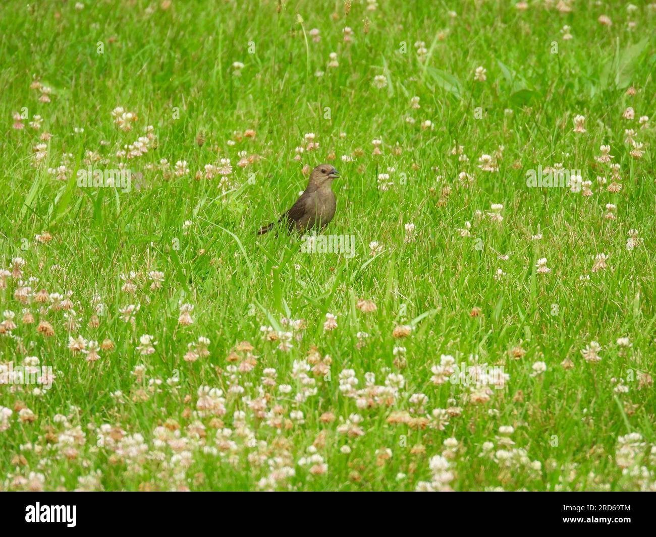 White Cowbird