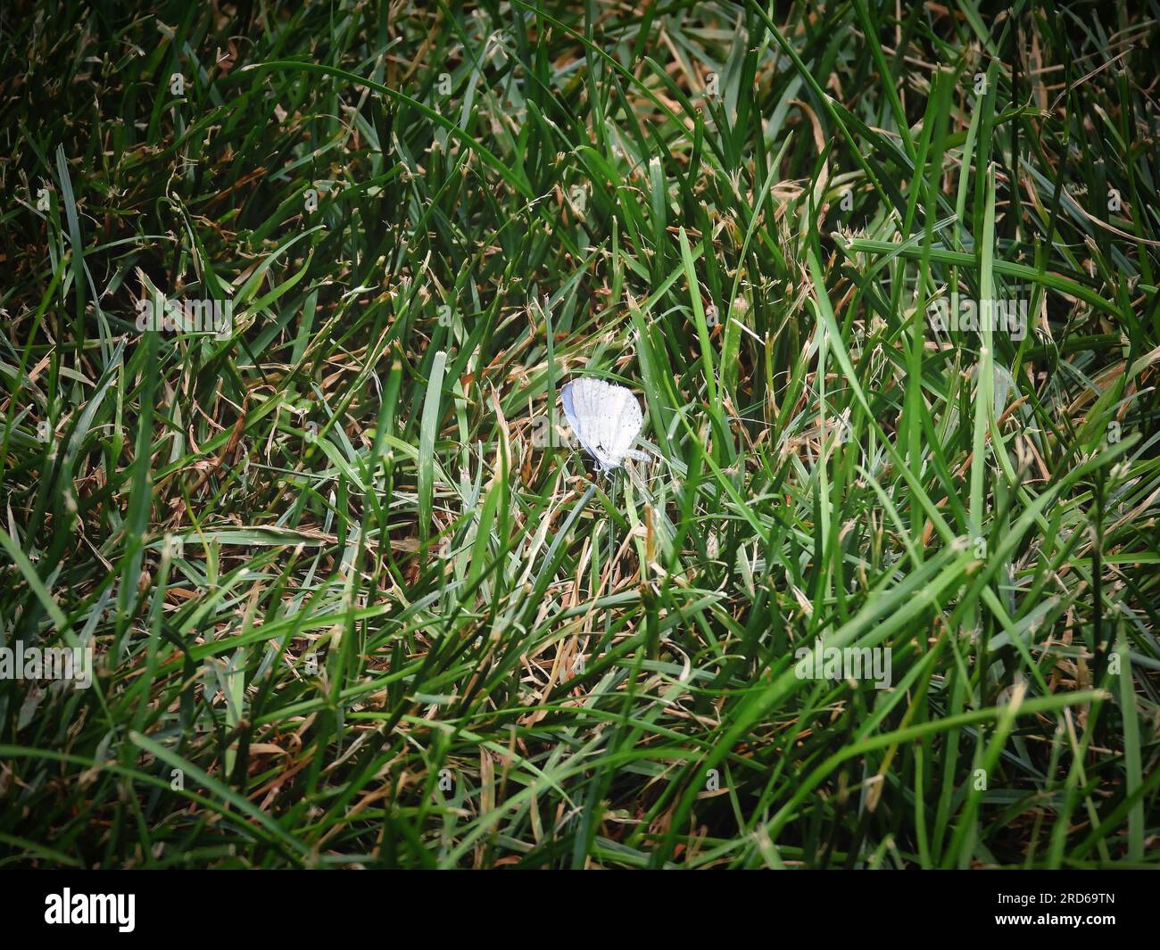 Western Tailed Blue (Cupido amyntula) Butterfly in the Grass in Summer ...