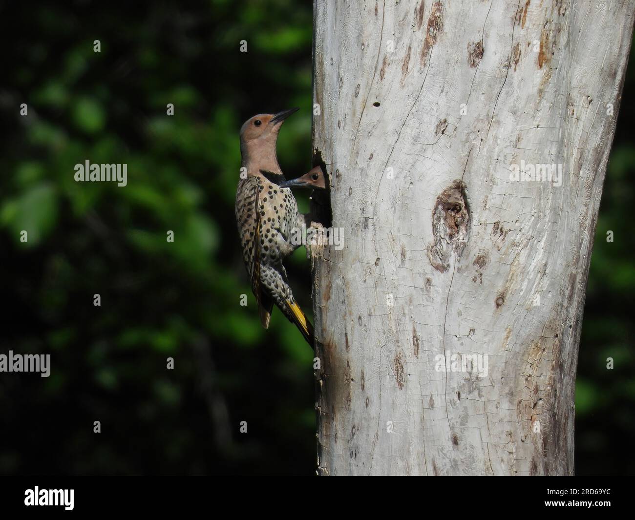 Flicker Bird Baby