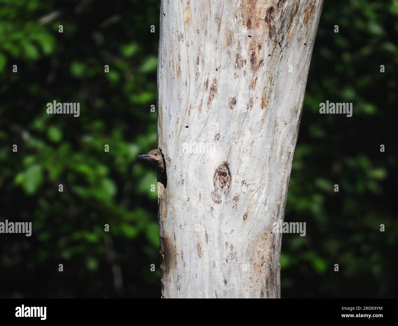 A Baby Northern Flicker Woodpecker Bird Pokes Its Head of the Nest in a ...
