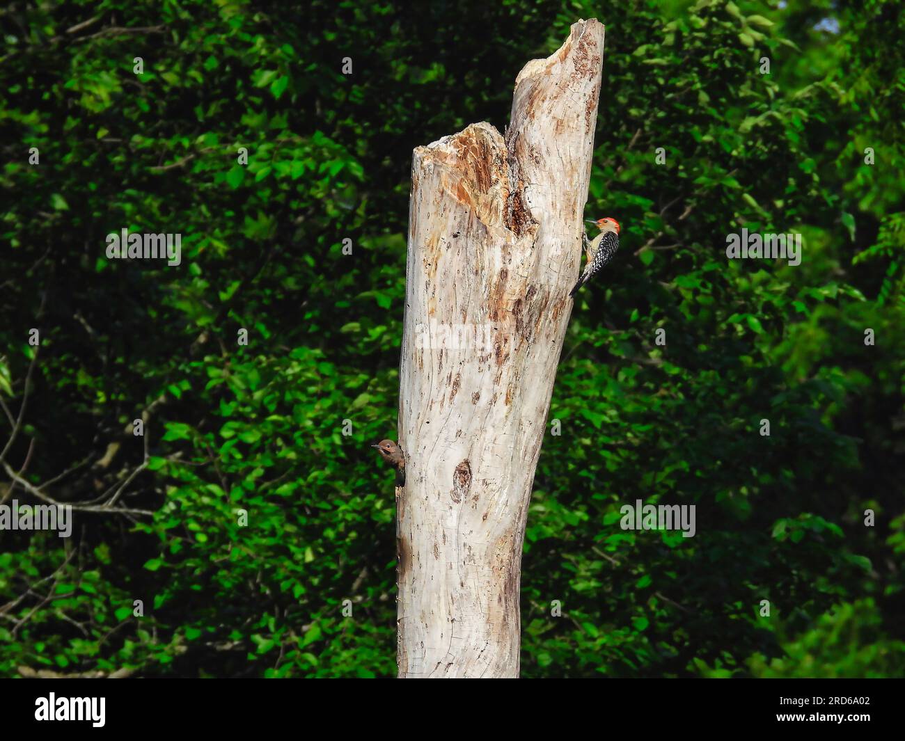 A Red-Bellied Woodpecker on one side of a Dead Tree while Baby Northern Flicker Woodpecker Bird ...
