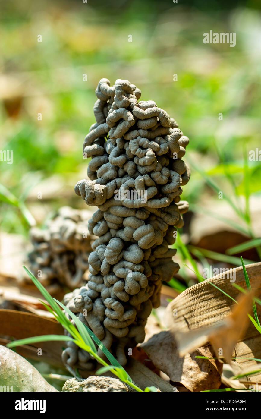 Tamborine Mountain is home to the Digaster longmani giant earthworm ...