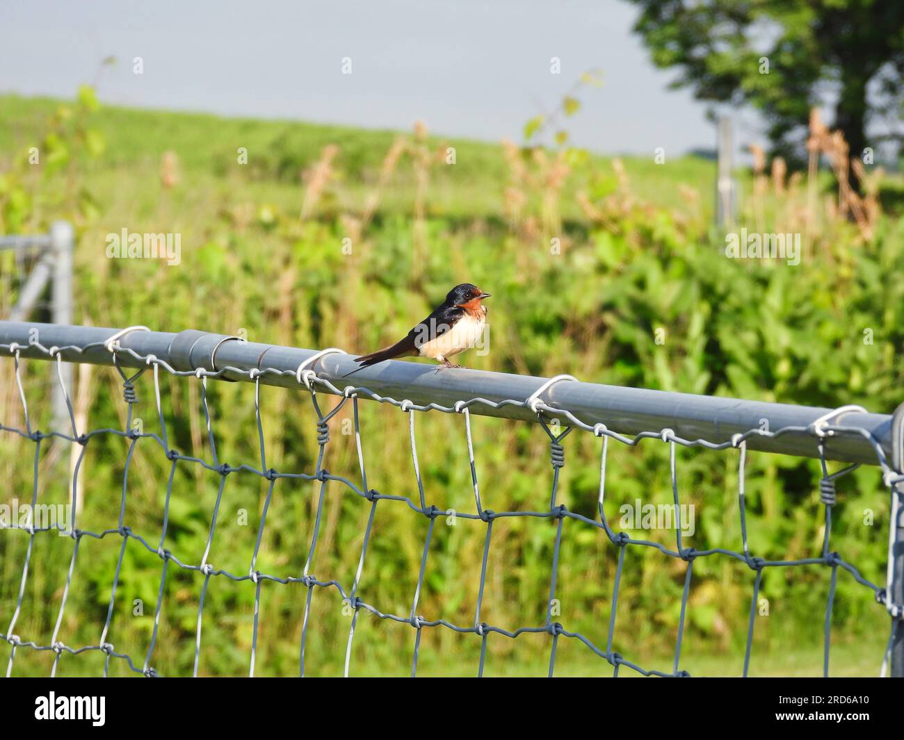 A Barn Swallows Perched on a Metal Fence with Green Foliage in ...
