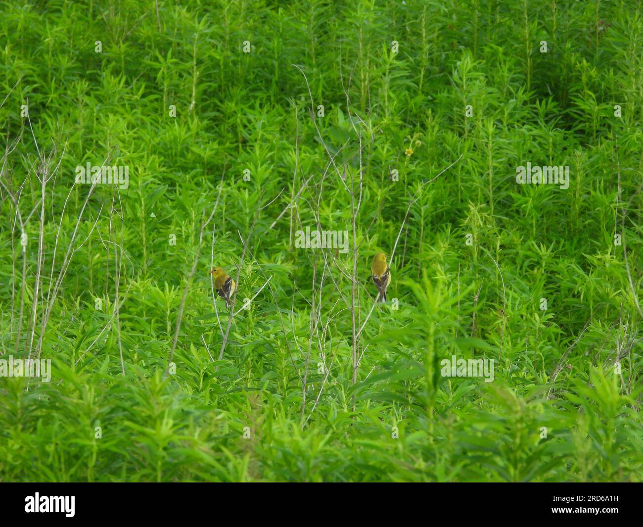 Two American Goldfinch Female Birds on Branches in High Prairie Flower ...