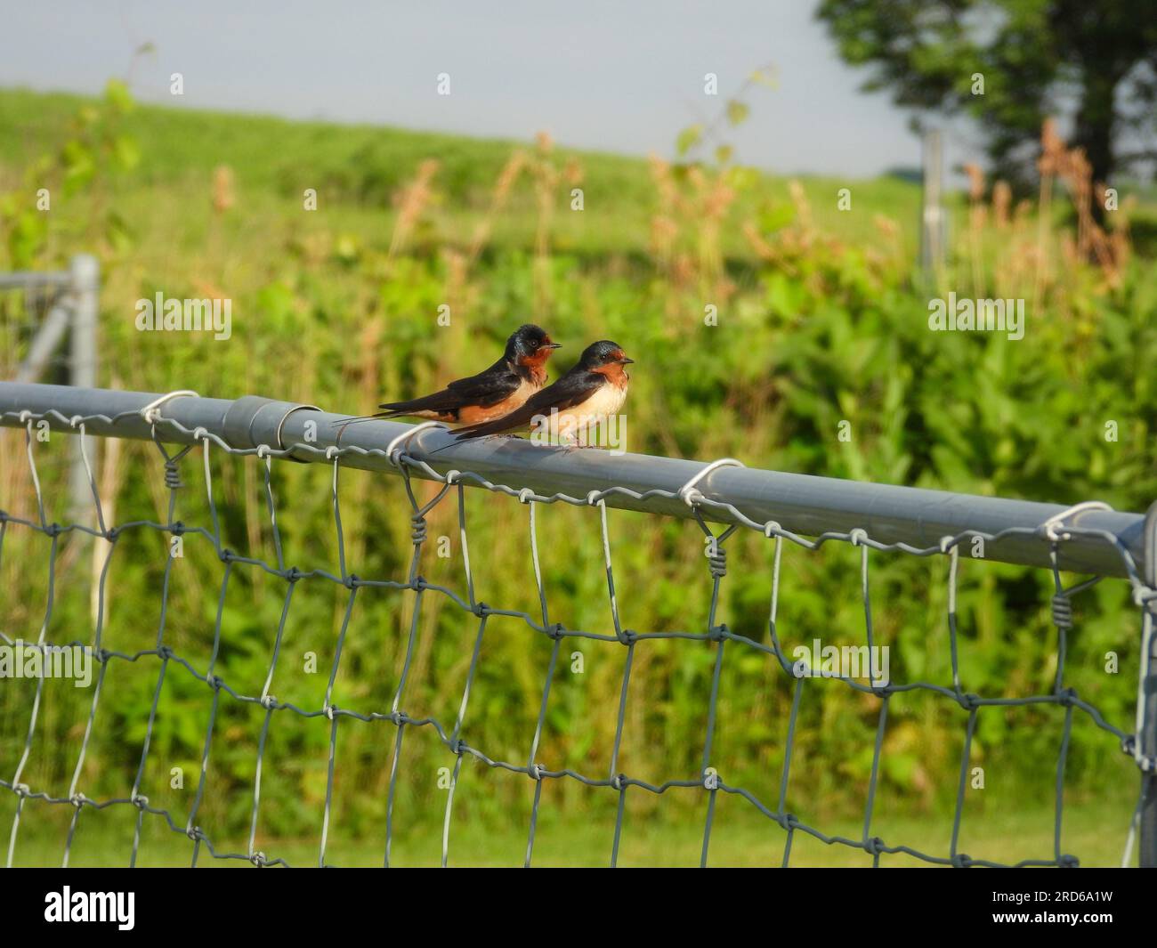 Two Barn Swallows Perched on a Metal Fence with Green Foliage in ...