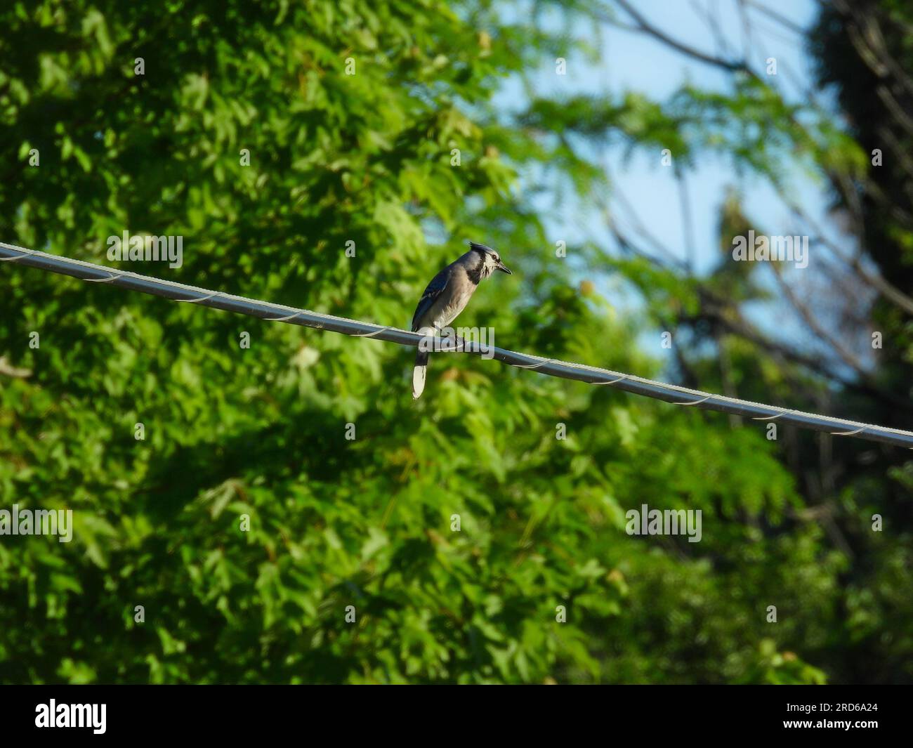 Blue Jay on an Electrical Wire with a Green Forest in Background During ...