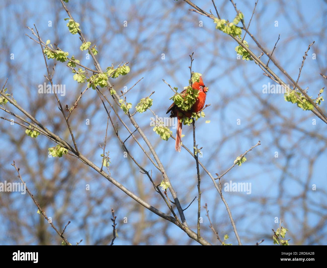 Northern Cardinal Male Bird in a Newly Blooming Tree in Late Winter ...