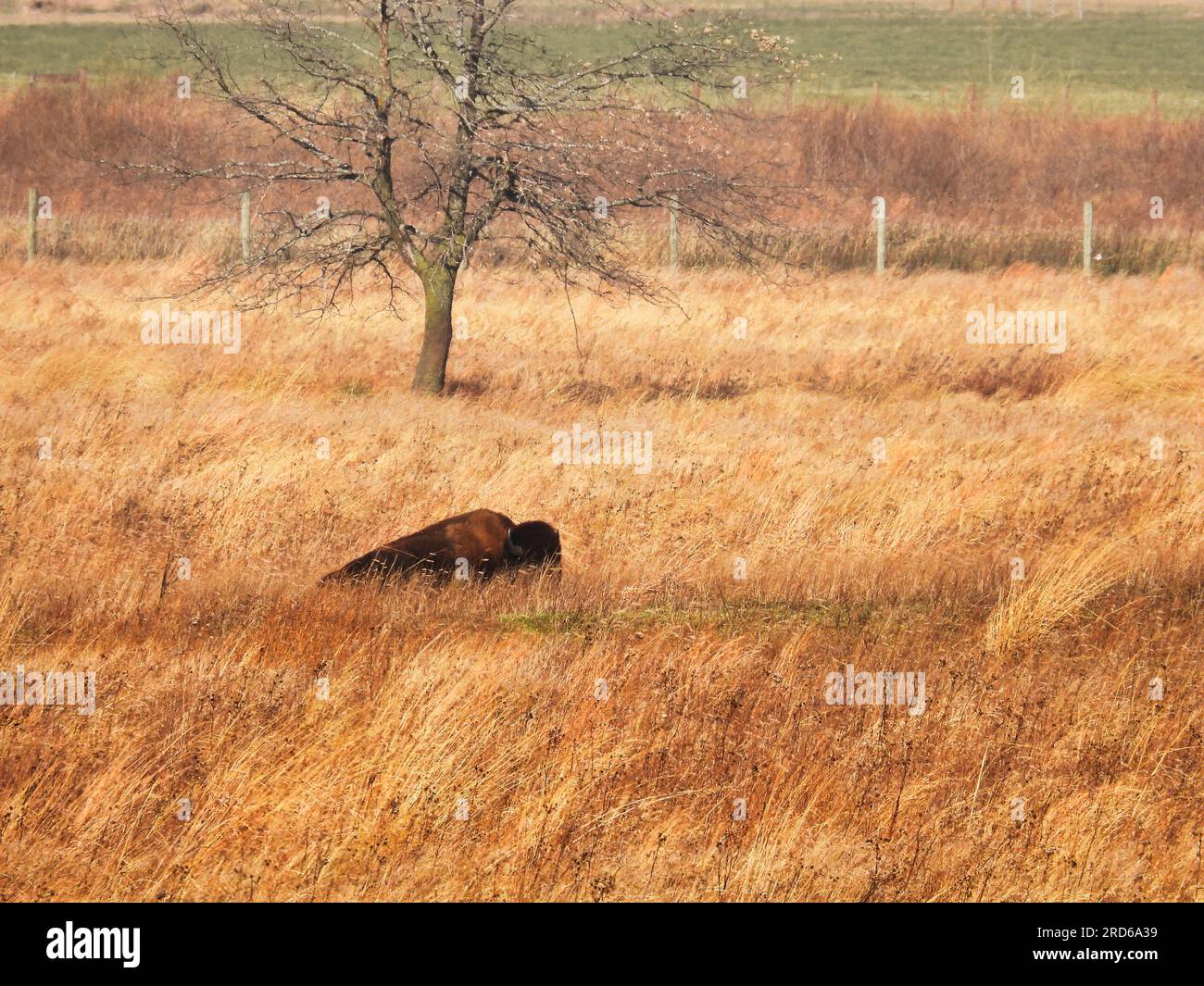 Buffalo resting in grass hi-res stock photography and images - Alamy
