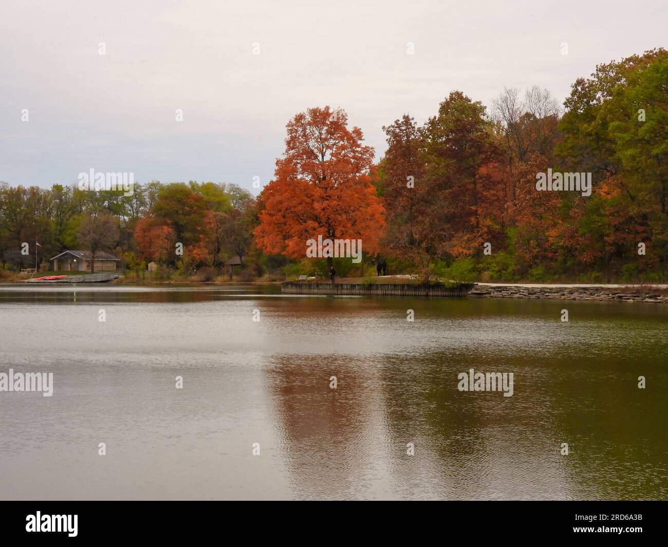 Beautiful Orange Fall Foliage of a Tree on the Banks of a Lake in ...