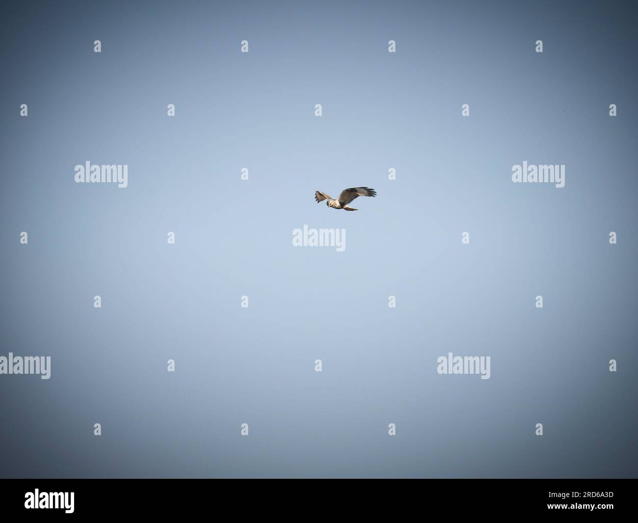 Harrier in flight silhouette hi-res stock photography and images - Alamy