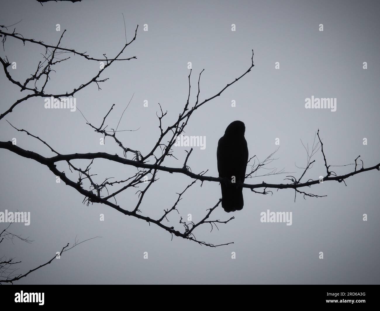 Shadow hawk hi-res stock photography and images - Alamy