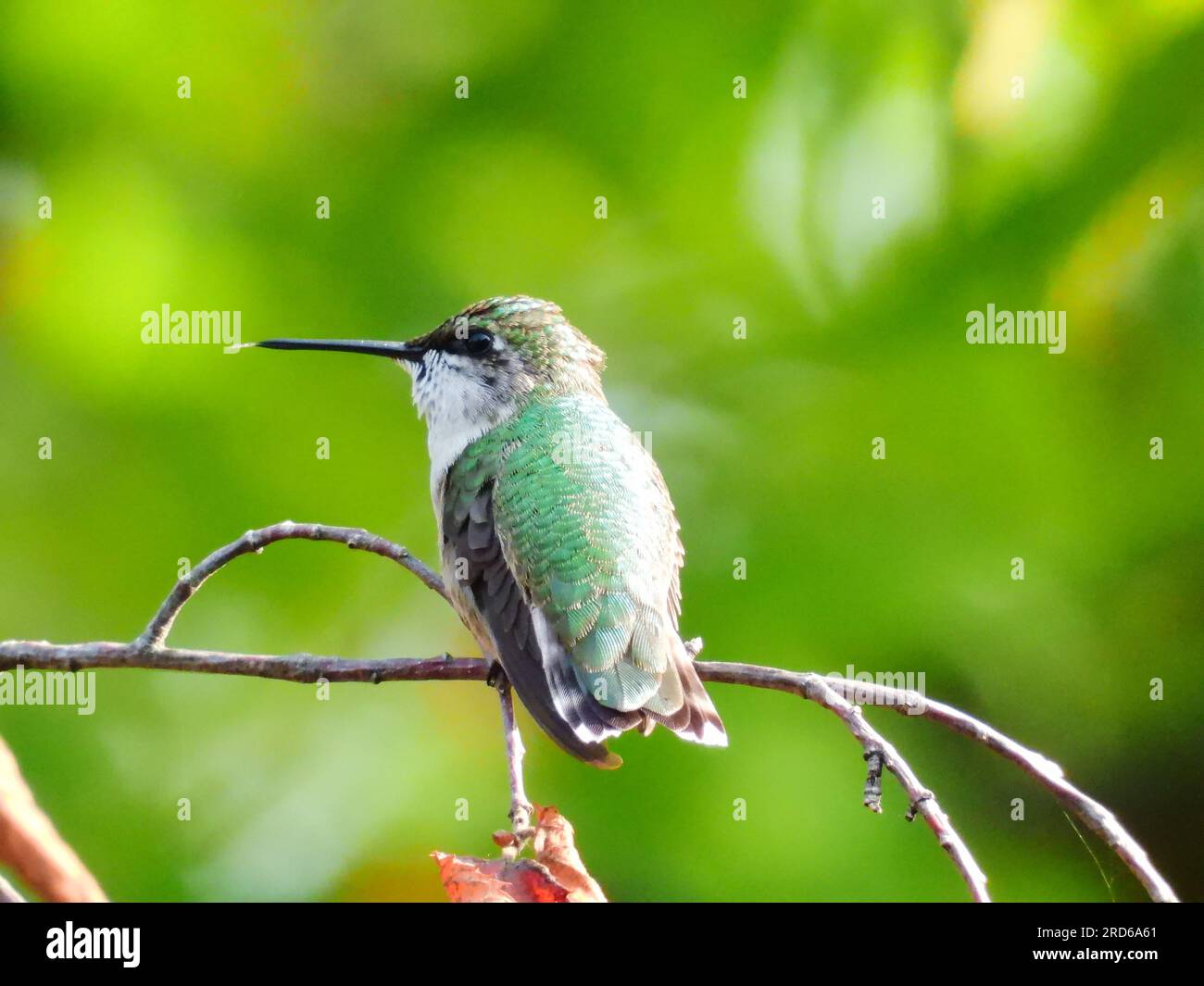 Dead humming bird hi-res stock photography and images - Alamy