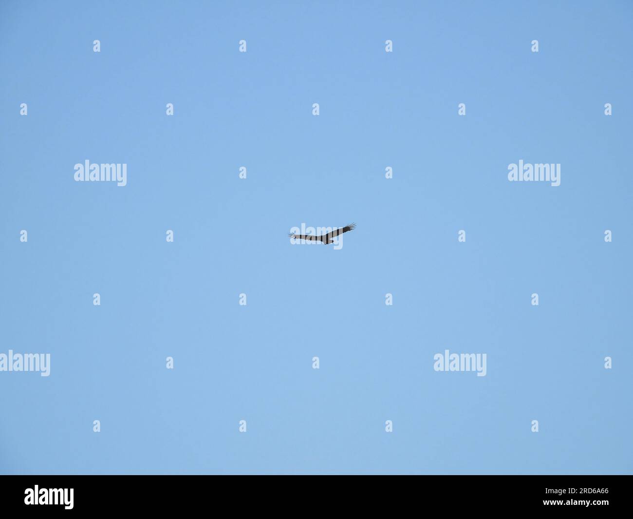 A Vulture Soaring Through a Bright Blue Sky In Summer Stock Photo - Alamy