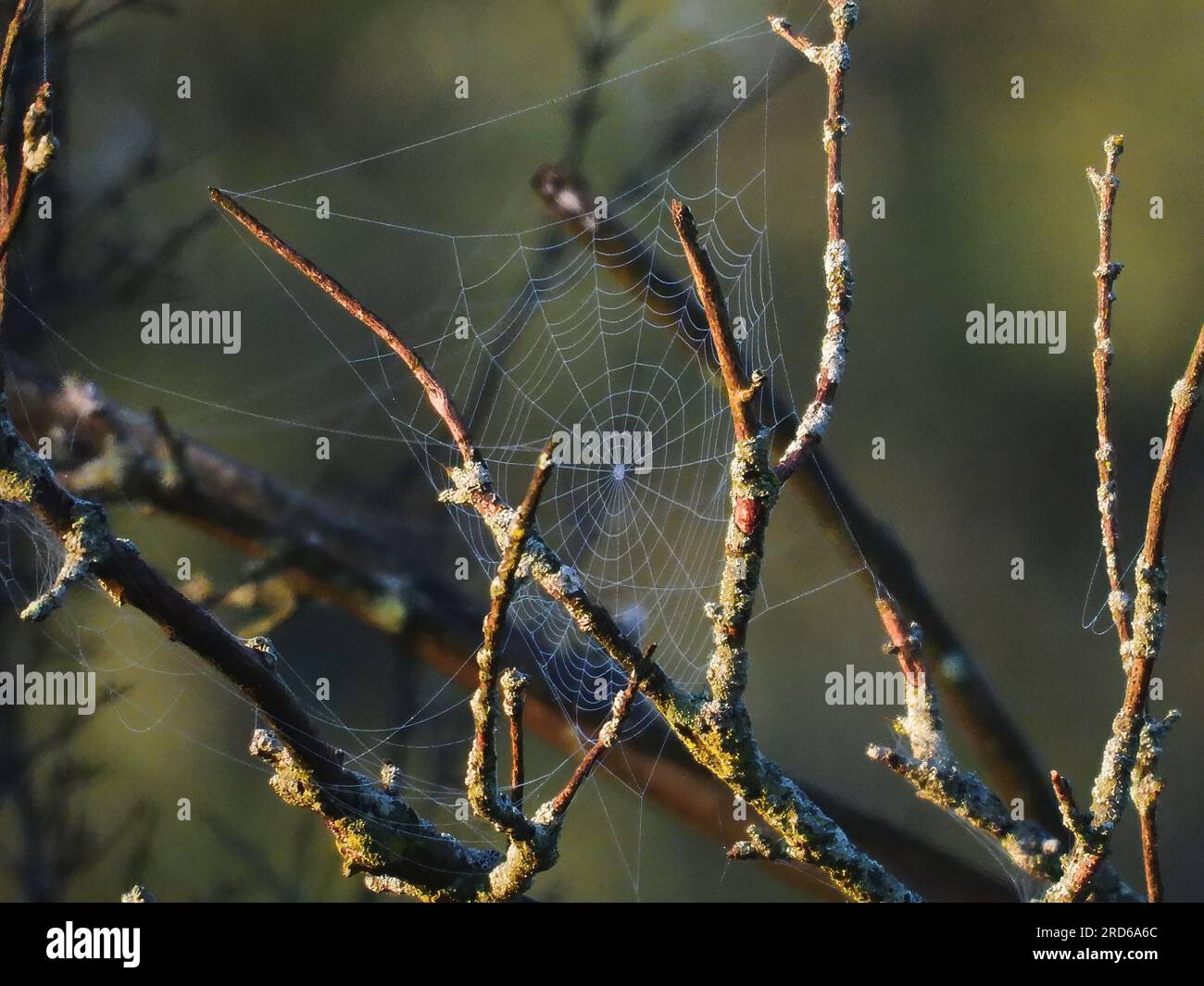 Beautiful perfect spider web in hi-res stock photography and images - Alamy