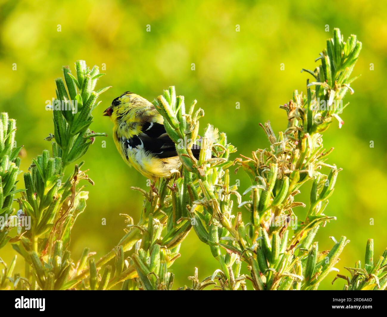 Juvenile American Goldfinch