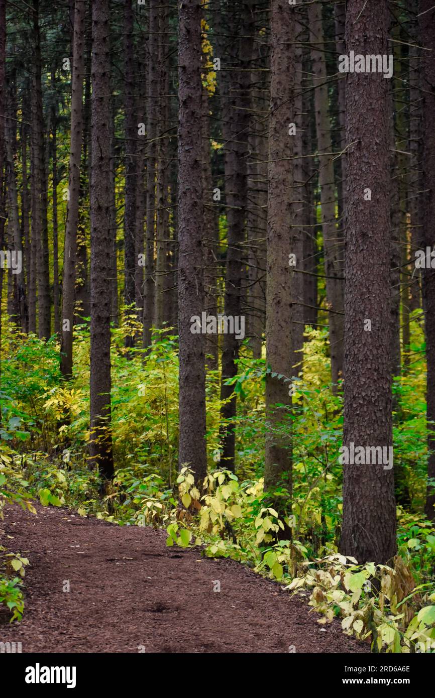Trail in a Spruce Tree Forest in Early Fall Stock Photo - Alamy