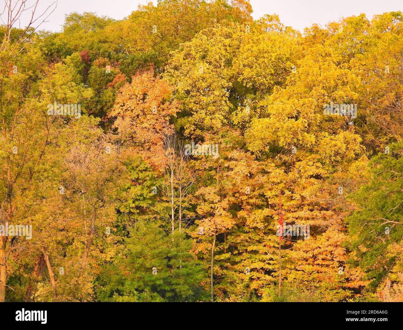 Luscious Fall Colors in Forest Landscape View with Yellow, Orange ...