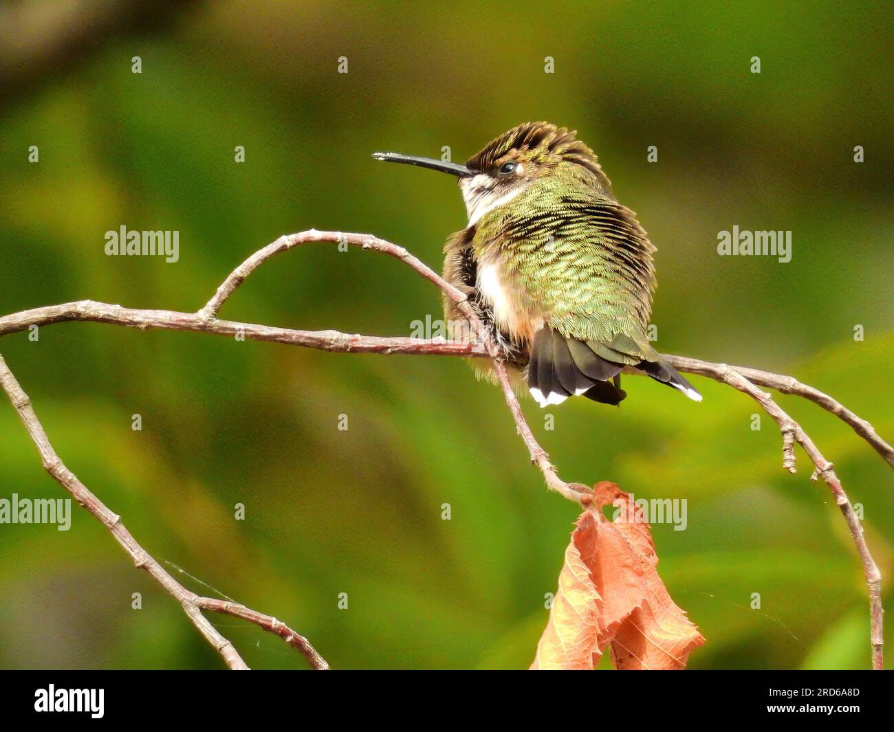 Fluffed Out Ruby Throated Hummingbird Sitting on Tree Branch in the ...