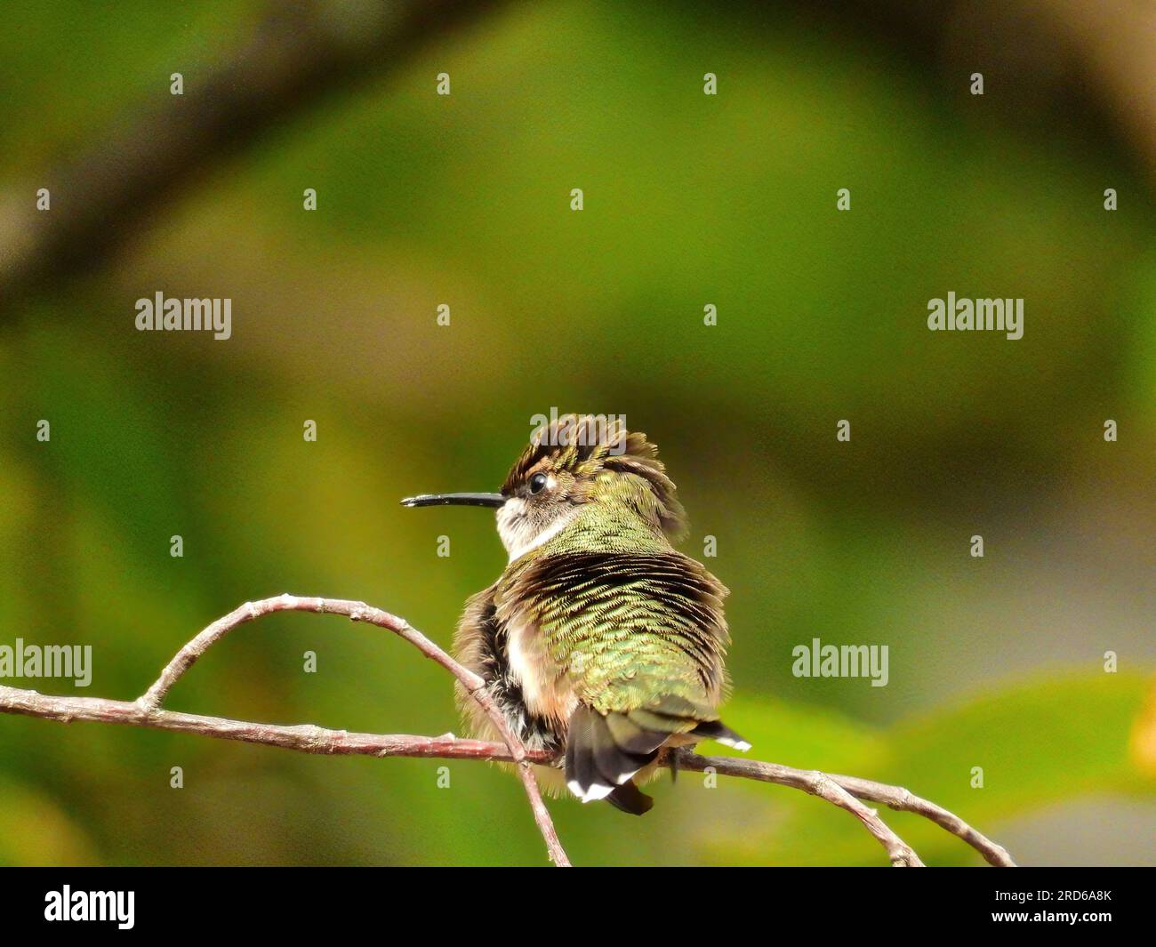 Hummingbird fluffed feathers hi-res stock photography and images - Alamy