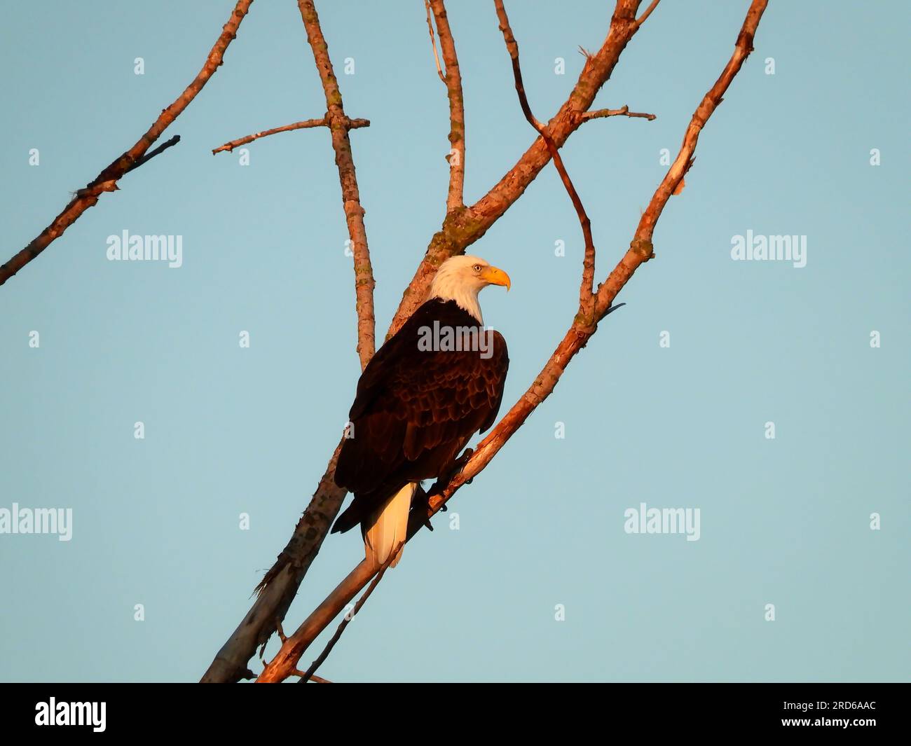 American Bald Eagle Perched in a Dead Tree in the Morning Sun in Early ...