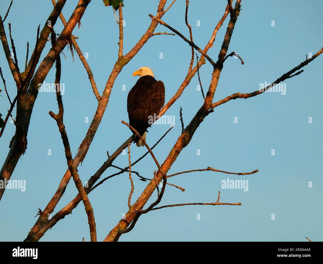 American Bald Eagle Perched in a Dead Tree in the Morning Sun in Early ...