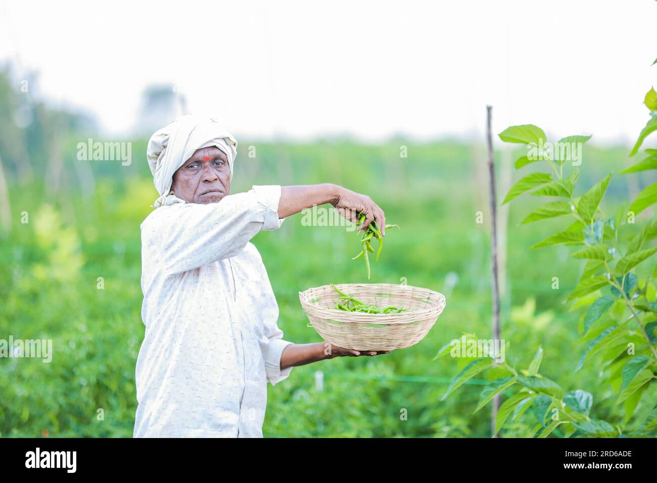 Farmer holding green chilli Basket in hands , harvesting chilli Stock ...