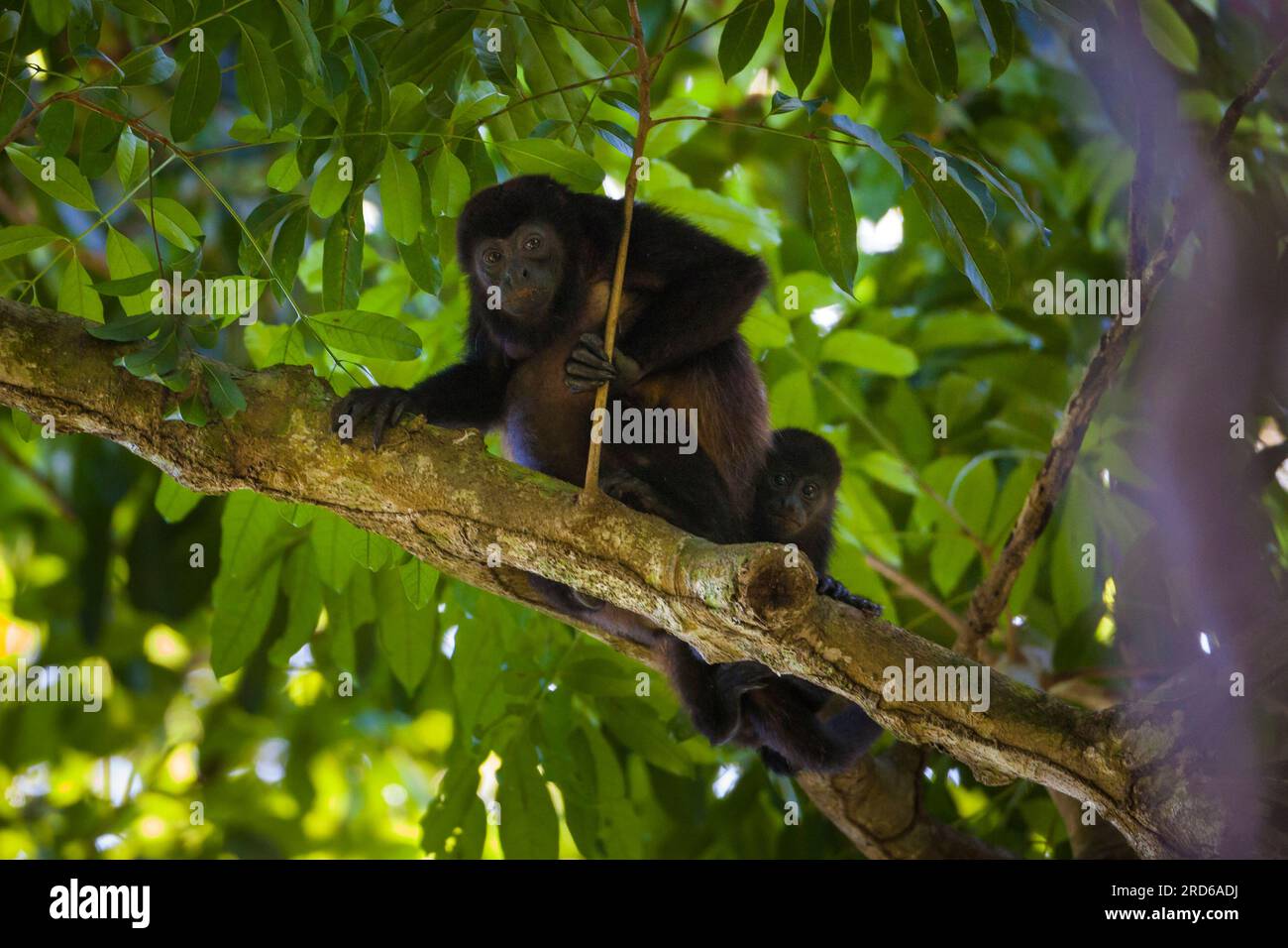 Coiba Howler Monkey, Alouatta coibensis, mother and young inside the ...