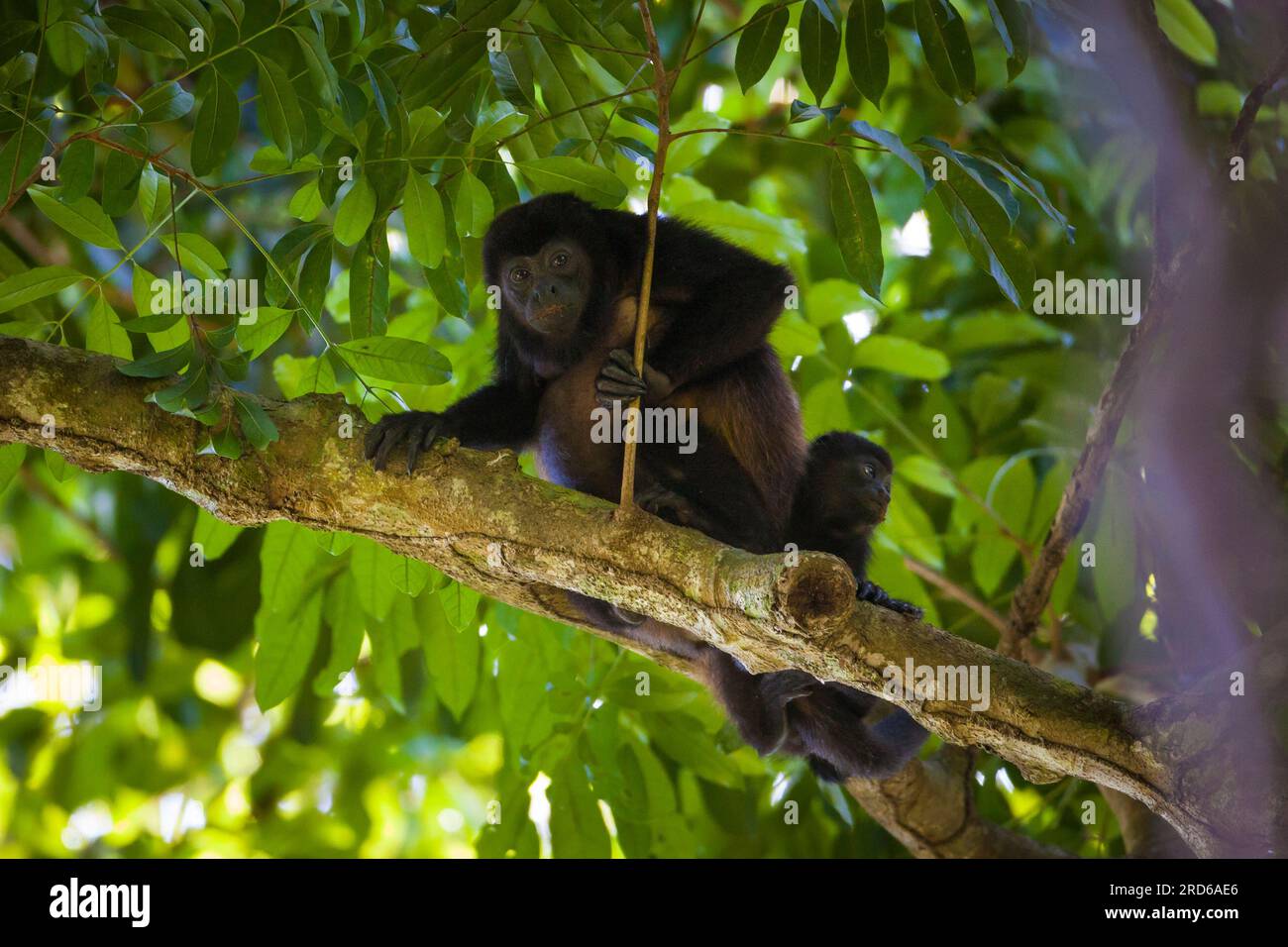 Coiba Howler Monkey, Alouatta coibensis, mother and young inside the ...