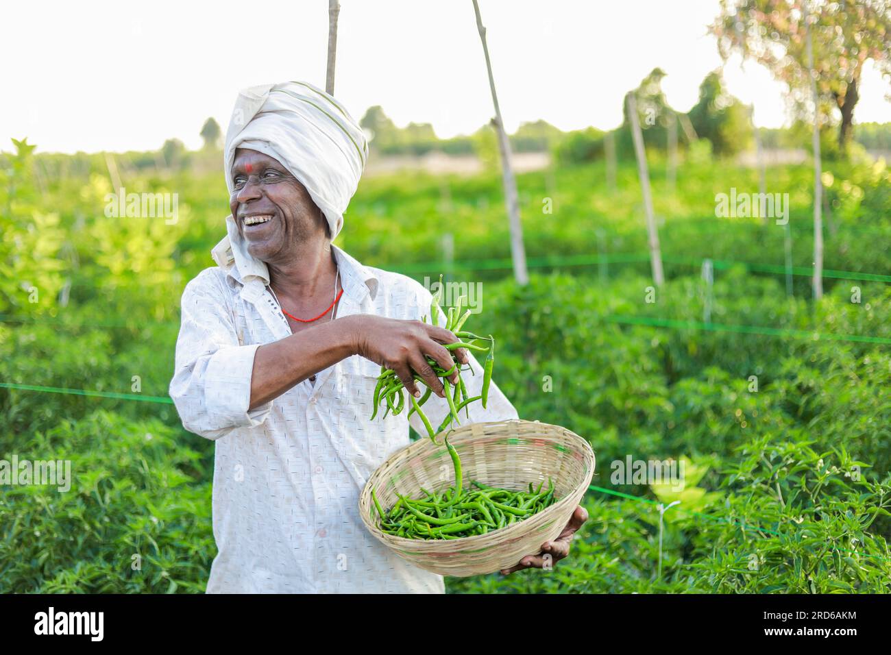 Farmer holding green chilli Basket in hands , harvesting chilli Stock ...